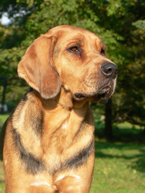 Polish Hound - Dog Breed Information, Photo, Care, History - Fello.pet