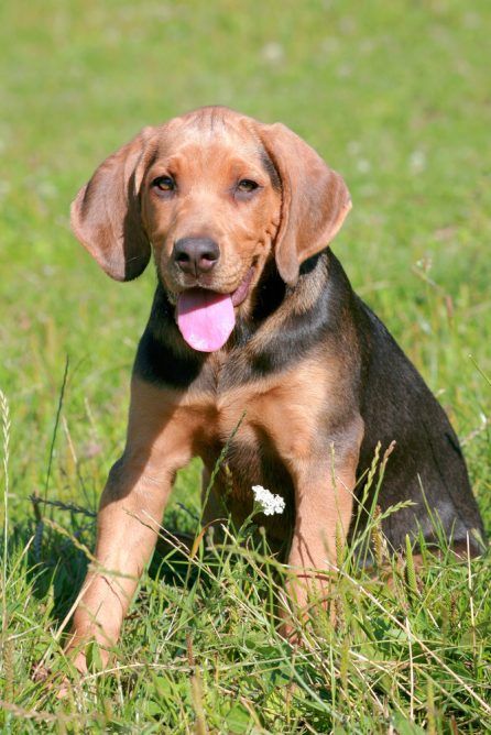 Polish Hound - Dog Breed Information, Photo, Care, History - Fello.pet