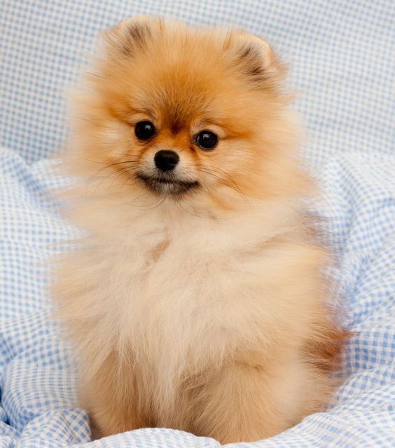 🐶 Pomerania - Información De Raza De Perro, Foto, Cuidado, Historia - Fello.pet