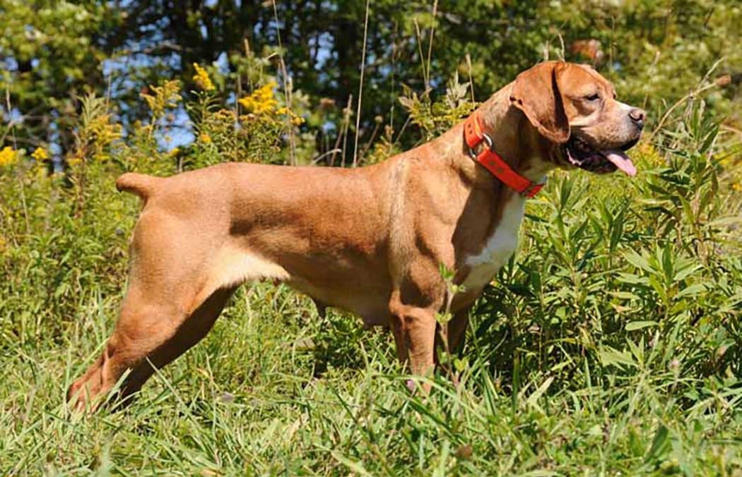 & Perdiguero Portugués - Información De Raza De Perro, Foto, Cuidado ...