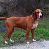 Greek Harehound - Dog Breed Information, Photo, Care, History - Fello.pet
