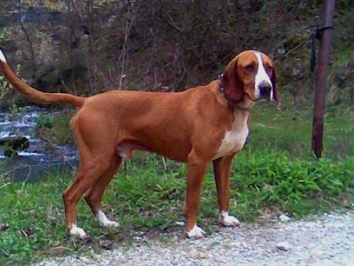Posavac Hound - Dog Breed Information, Photo, Care, History - Fello.pet