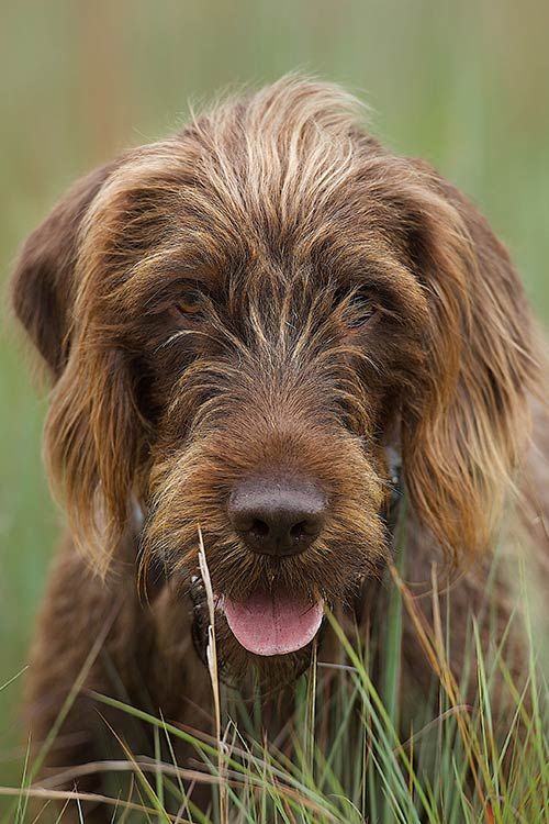 Pudelpointer - Dog Breed Information, Photo, Care, History - Fello.pet