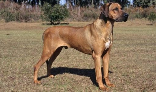 Rhodesian Ridgeback - Dog Breed Information, Photo, Care, History ...