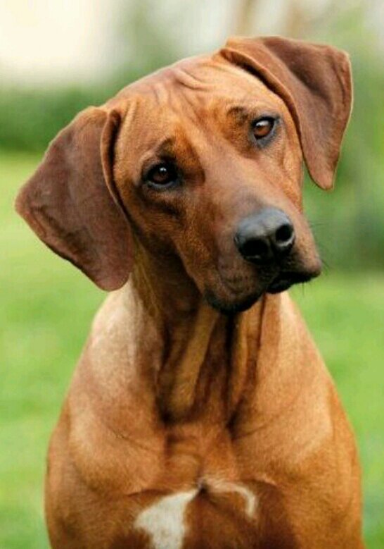 Rhodesian Ridgeback - Dog Breed Information, Photo, Care, History ...