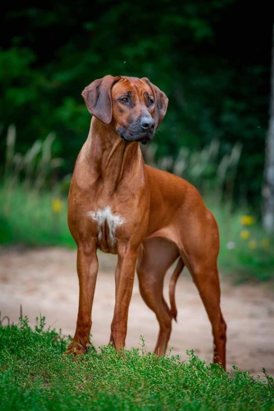Rhodesian Ridgeback - Dog Breed Information, Photo, Care, History ...