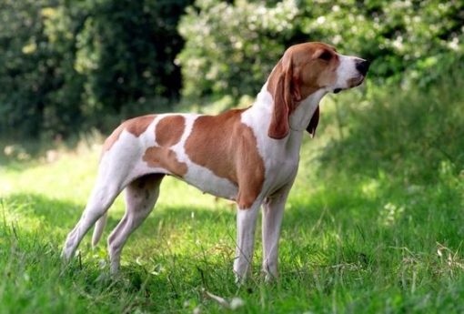Schwyz Hound - Dog Breed Information, Photo, Care, History - Fello.pet