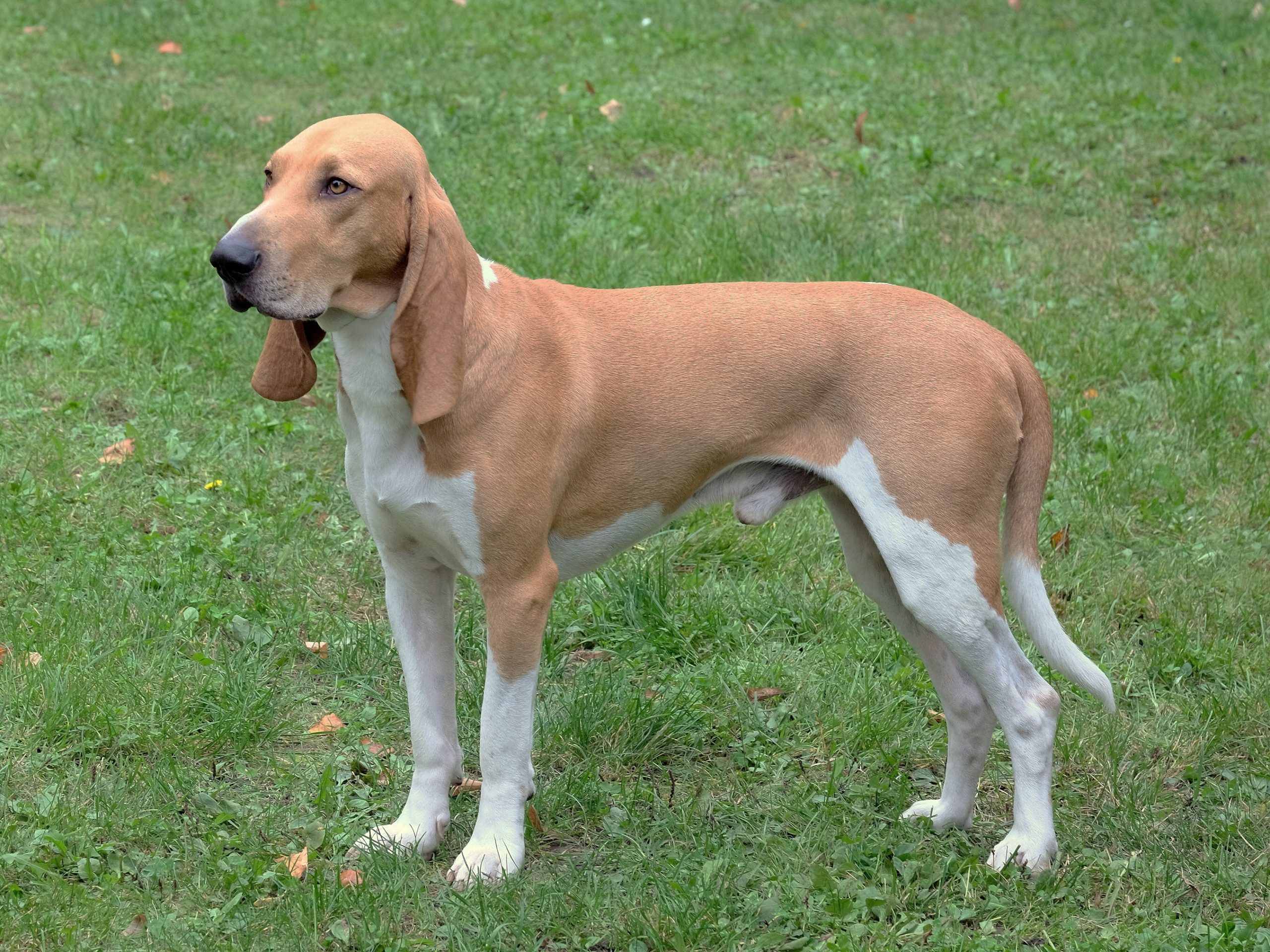 🐶 Schwyz Hound - Dog Breed Information, Photo, Care, History - Fello.pet