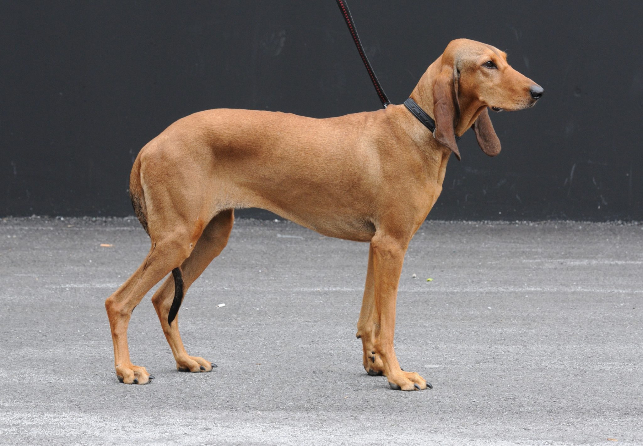Sabueso Italiano - Información De Raza De Perro, Foto, Cuidado ...