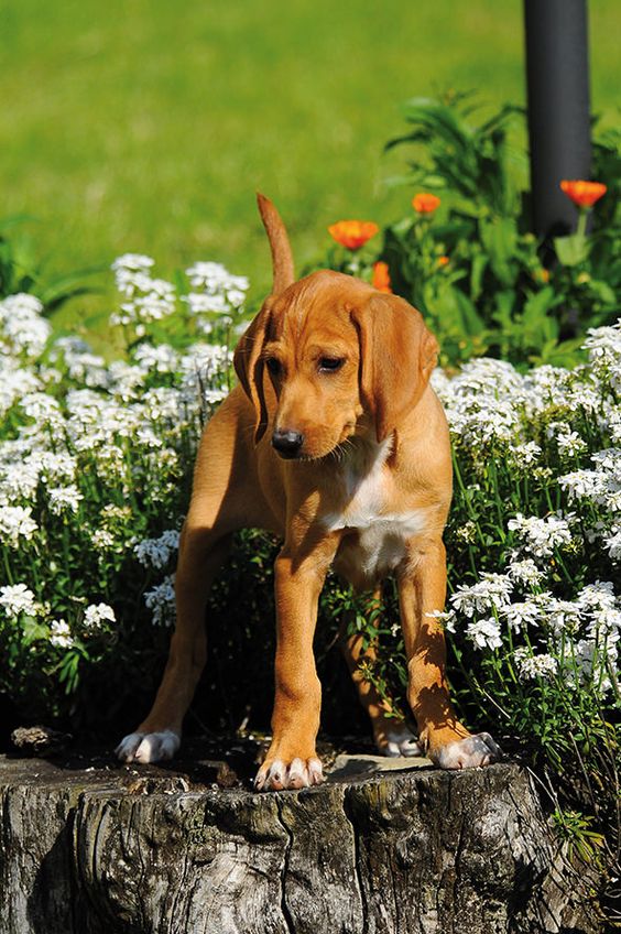 Segugio Maremmano - Dog Breed Information, Photo, Care, History - Fello.pet