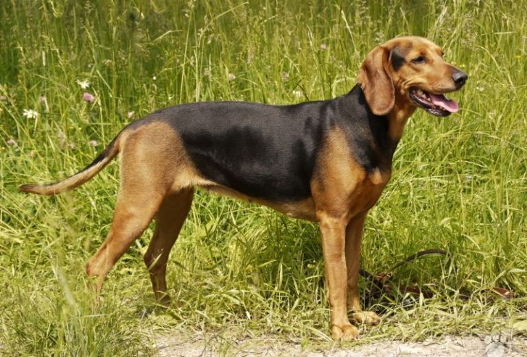 Serbian Hound - Dog Breed Information, Photo, Care, History - Fello.pet