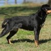Barak - Dog Breed Information, Photo, Care, History - Fello.pet
