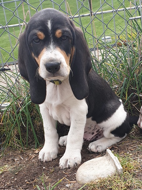 Small Bernese Hound - Dog Breed Information, Photo, Care, History ...