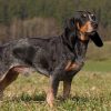 Greek Harehound - Dog Breed Information, Photo, Care, History - Fello.pet