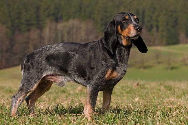 Small Jura Hound - Dog Breed Information, Photo, Care, History - Fello.pet