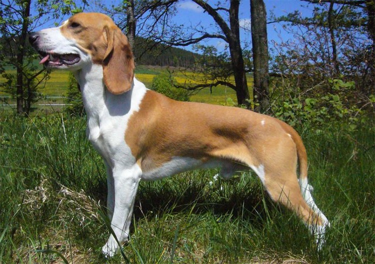 Small Schwyz Hound - Dog Breed Information, Photo, Care, History ...