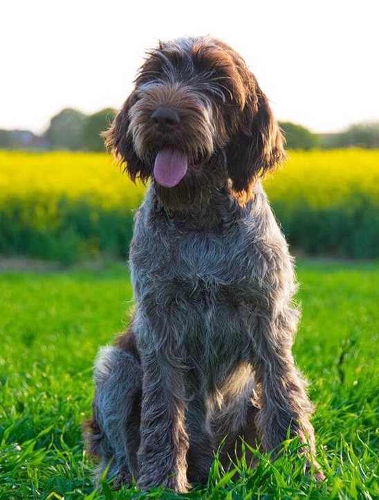 Spinone Italiano - Dog Breed Information, Photo, Care, History - Fello.pet