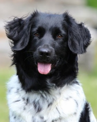 Stabyhoun - Dog Breed Information, Photo, Care, History - Fello.pet