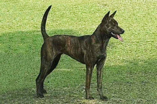 Taiwan Dog - Dog Breed Information, Photo, Care, History - Fello.pet