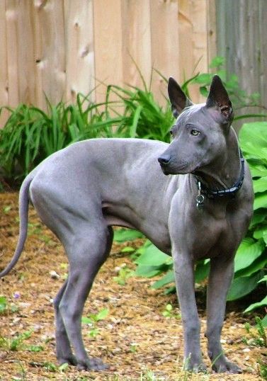 Thai Ridgeback - Dog Breed Information, Photo, Care, History - Fello.pet