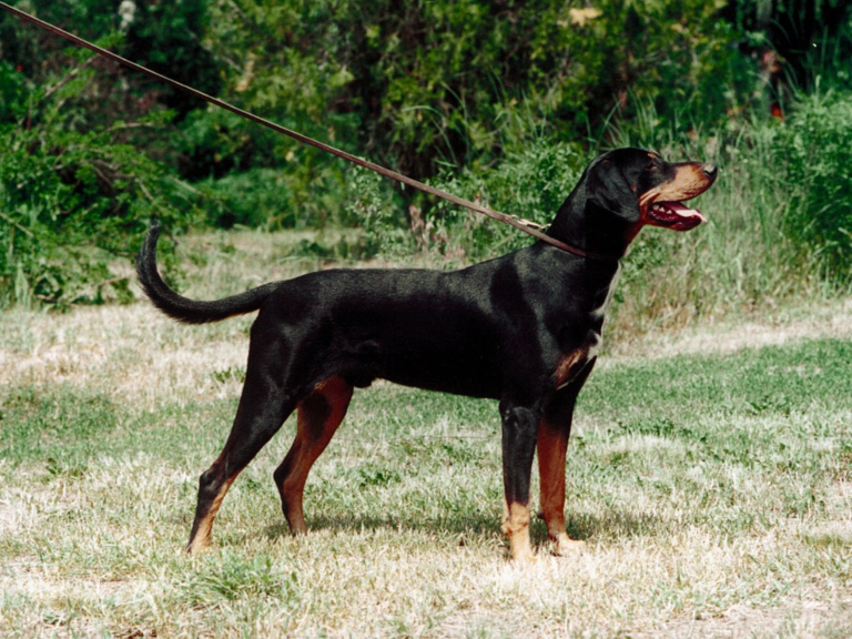 Transylvanian Hound - Dog Breed Information, Photo, Care, History ...