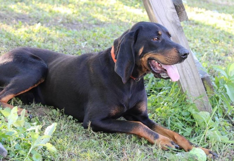 Transylvanian Hound - Dog Breed Information, Photo, Care, History ...
