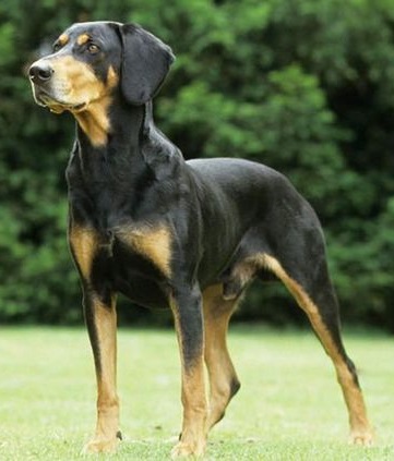 Transylvanian Hound - Dog Breed Information, Photo, Care, History ...
