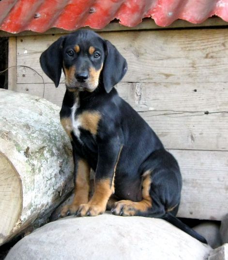 Transylvanian Hound - Dog Breed Information, Photo, Care, History ...