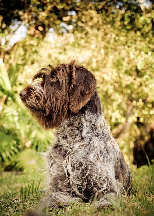 Wirehaired Pointing Griffon - Dog Breed Information, Photo, Care ...
