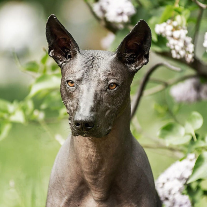🐶 Ксолоітцкуінтлі - Інформація про породу собаки, Фото, Догляд, Історія ...