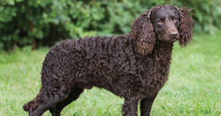 American Water Spaniel - Dog Breed Information, Photo, Care, History ...
