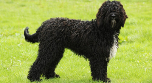 Barbet - Información De Raza De Perro, Foto, Cuidado, Historia - Fello.pet