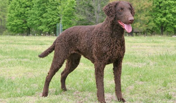 Curly-coated Retriever - Dog Breed Information, Photo, Care, History ...