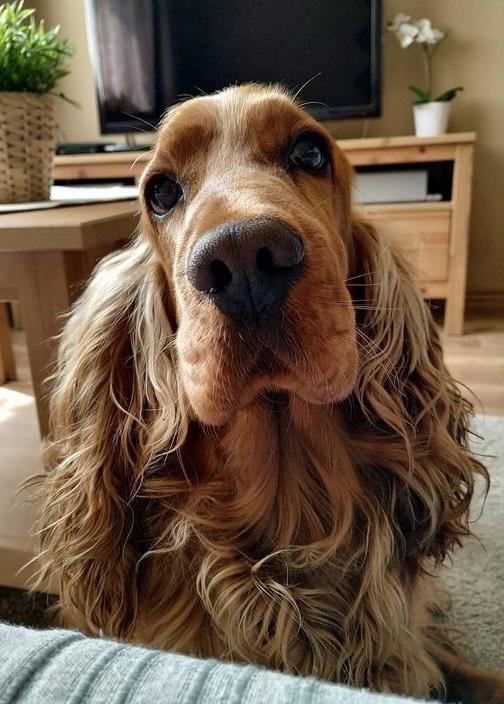 & Cocker Spaniel Inglés - Información De Raza De Perro, Foto, Cuidado ...