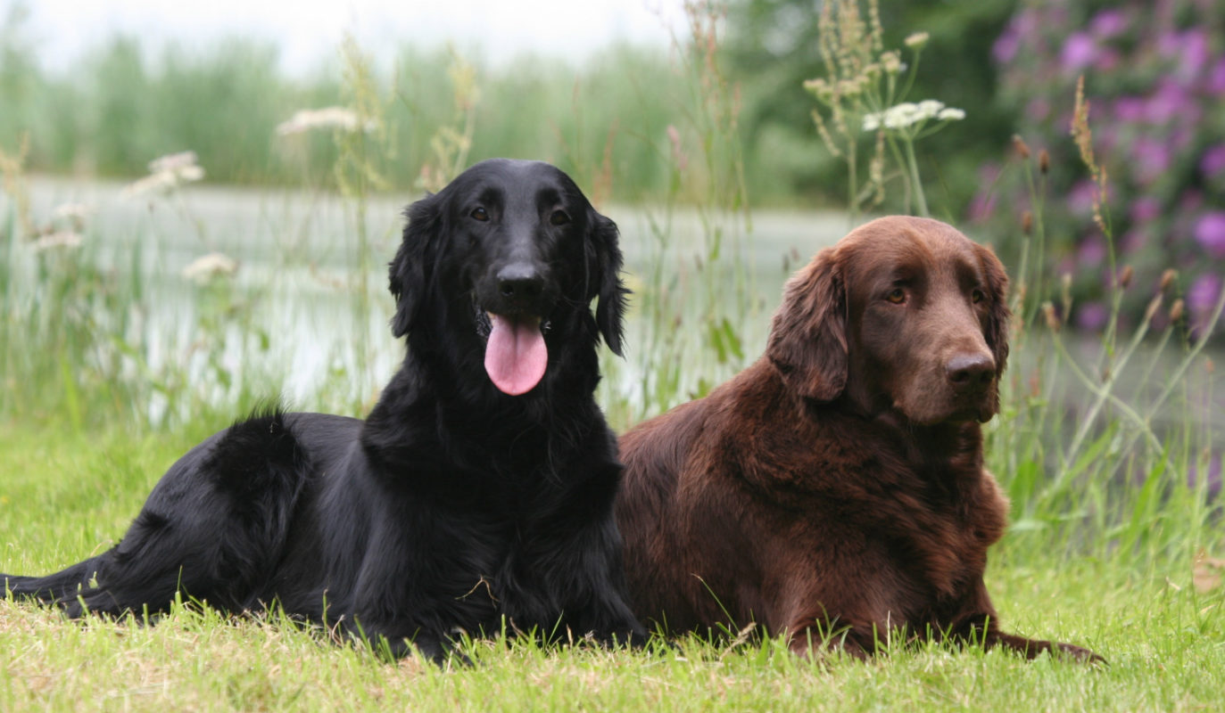 Flat-coated Retriever - Dog Breed Information, Photo, Care, History ...