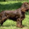Greek Harehound - Dog Breed Information, Photo, Care, History - Fello.pet