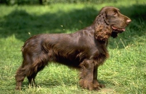 German Spaniel - Dog Breed Information, Photo, Care, History - Fello.pet