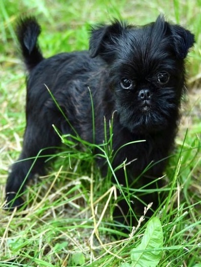 Griffon Belge - Dog Breed Information, Photo, Care, History - Fello.pet