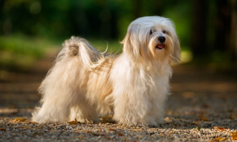 Bichón Habanero - Información De Raza De Perro, Foto, Cuidado, Historia - Fello.pet