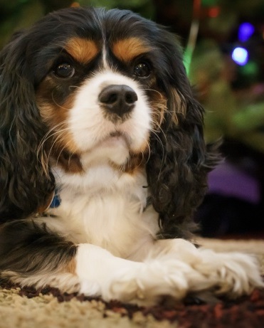 Toy Spaniel Inglés - Información De Raza De Perro, Foto, Cuidado ...