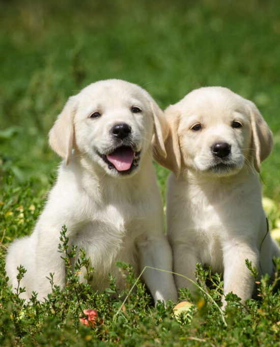 🐶 Labrador Retriever - Información De Raza De Perro, Foto, Cuidado, Historia - Fello.pet