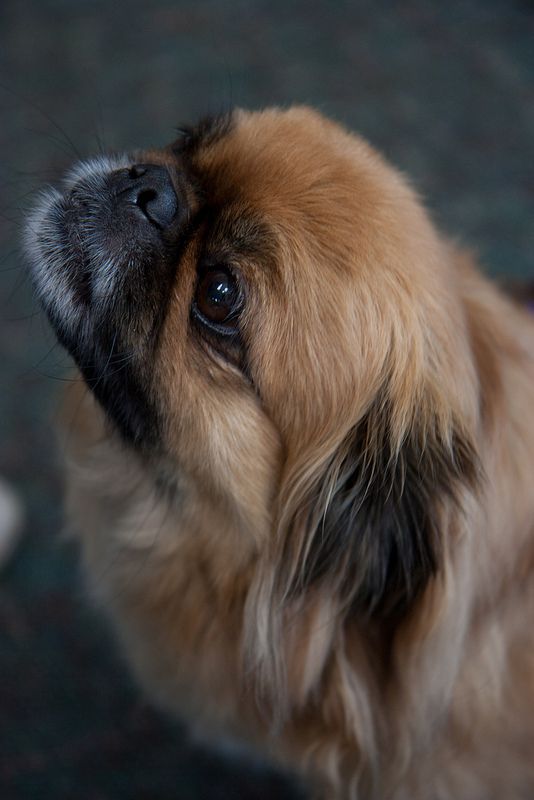 Pekingese - Dog Breed Information, Photo, Care, History - Fello.pet