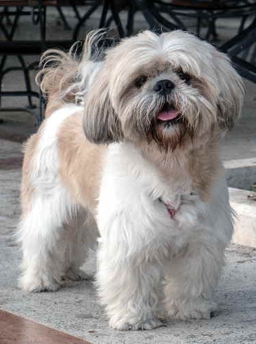 & Shih Tzu - Información De Raza De Perro, Foto, Cuidado, Historia - Fello.pet