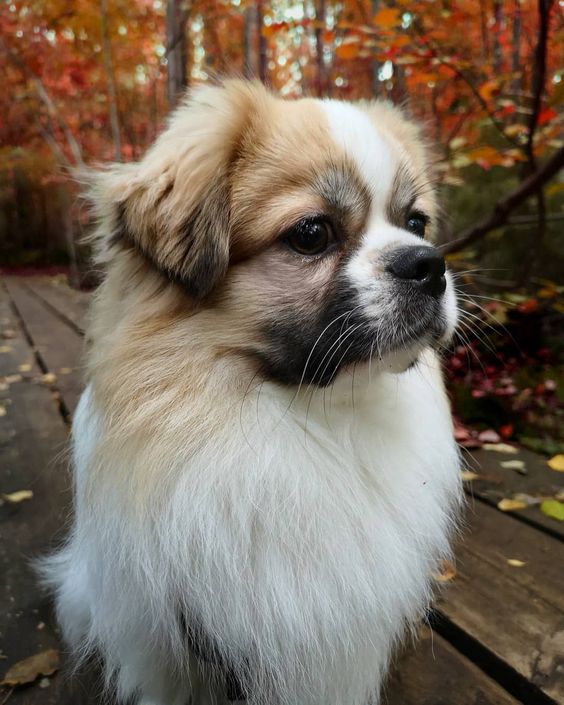 Spaniel Tibetano - Información De Raza De Perro, Foto, Cuidado ...