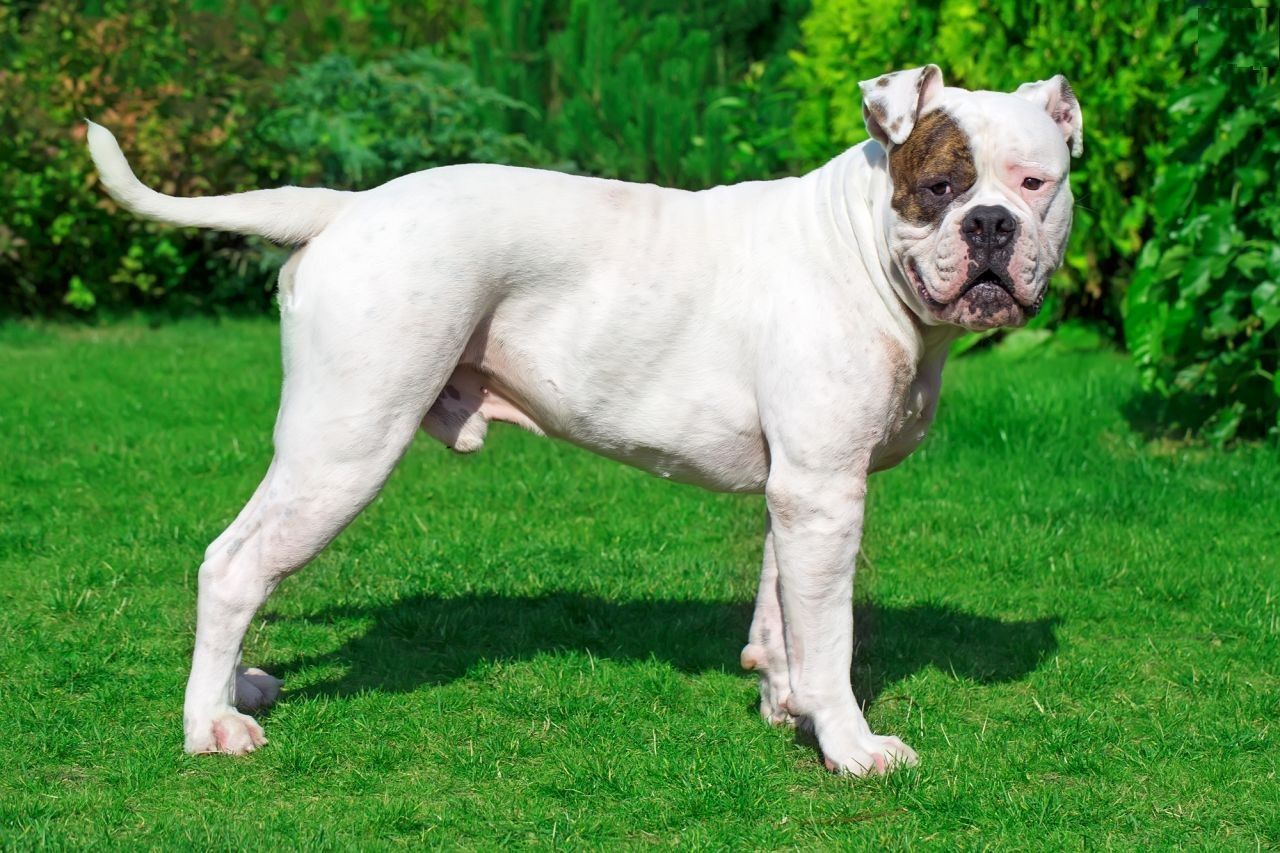 American Bulldog - Dog Breed Information, Photo, Care, History - Fello.pet