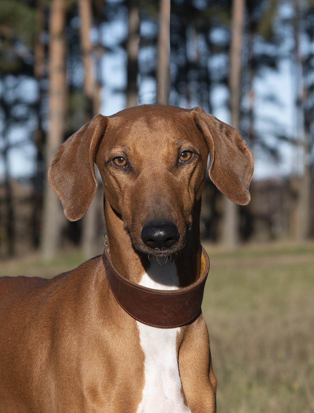 Azawakh - Dog Breed Information, Photo, Care, History - Fello.pet