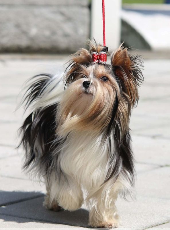 Beaver Yorkshire Terrier - Dog Breed Information, Photo, Care, History ...