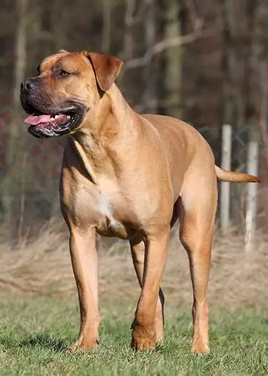 🐶 Boerboel - Dog Breed Information, Photo, Care, History - Fello.pet