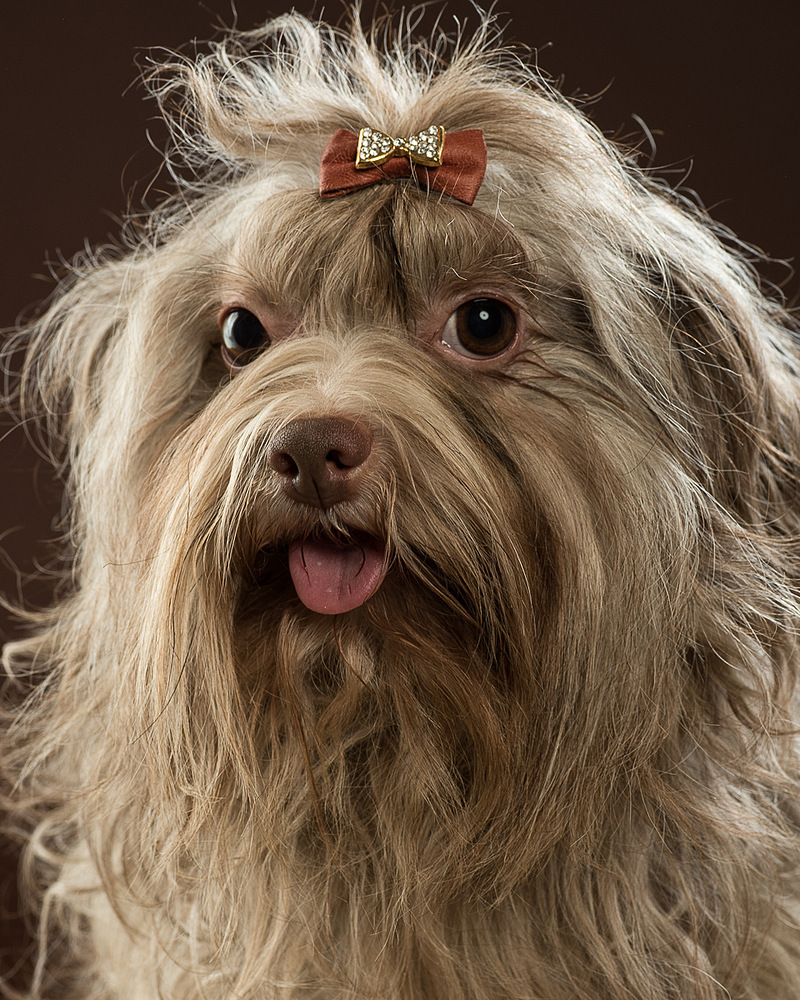 Bolonka - Dog Breed Information, Photo, Care, History - Fello.pet