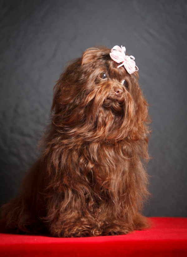 Bolonka - Dog Breed Information, Photo, Care, History - Fello.pet